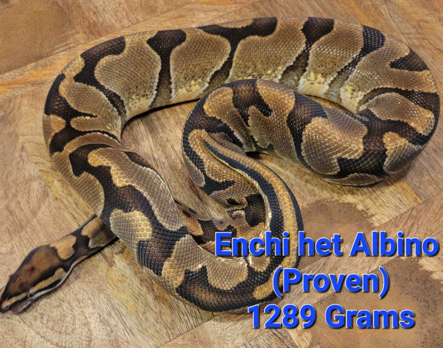 Enchi Het Albino Ball Python by Royal Dutch Reptiles - MorphMarket