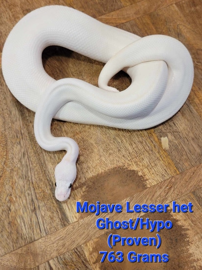 Mojave Lesser Het Ghost/Hypo Ball Python by Royal Dutch Reptiles