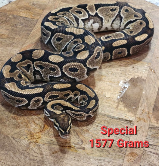 Special Ball Python by Royal Dutch Reptiles