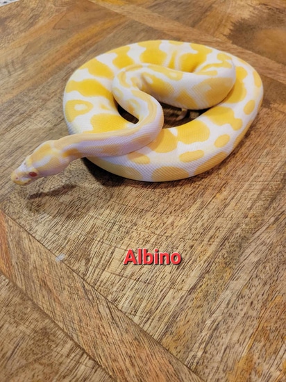 Albino Ball Python by Royal Dutch Reptiles