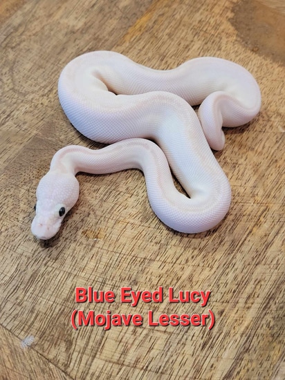 Blue Eyed Lucy Ball Python by Royal Dutch Reptiles