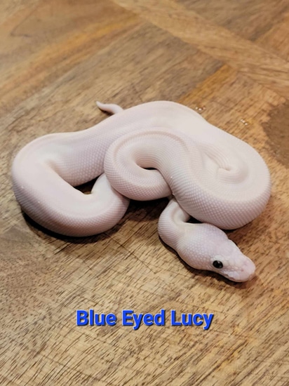 Blue Eyed Lucy Ball Python by Royal Dutch Reptiles