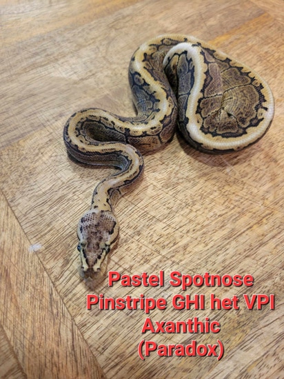 Pastel Spotnose Pinstripe GHI Het VPI Axanthic (Paradox) Ball Python by ...