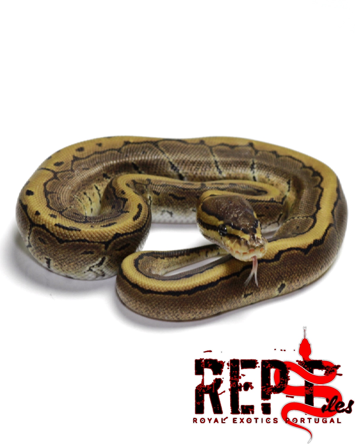 Pinstripe 100% Het. Pied Ball Python by Royal Exotics Portugal ...
