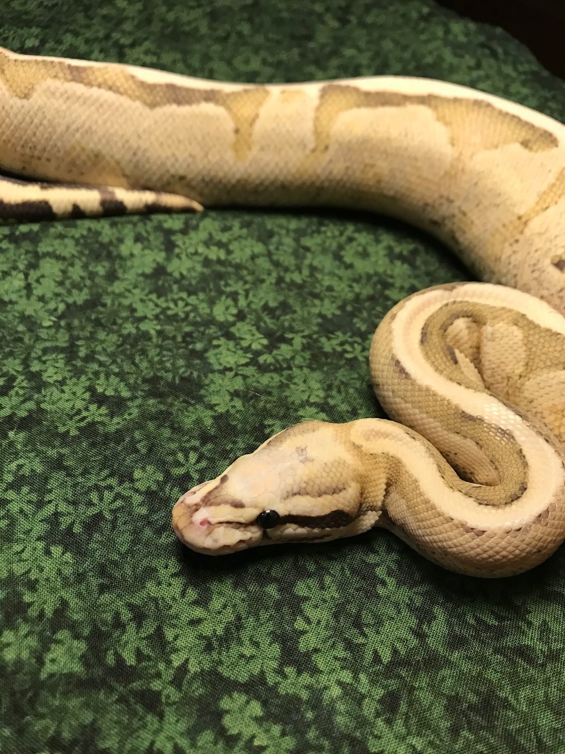 Vanilla Cream Ball Python by Royal Garden Reptillery - MorphMarket
