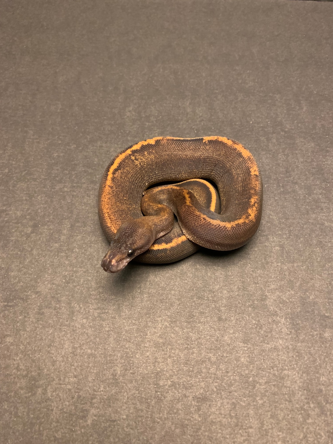 Suma Poss. Chocolate Ball Python by Royal Garden Reptillery - MorphMarket