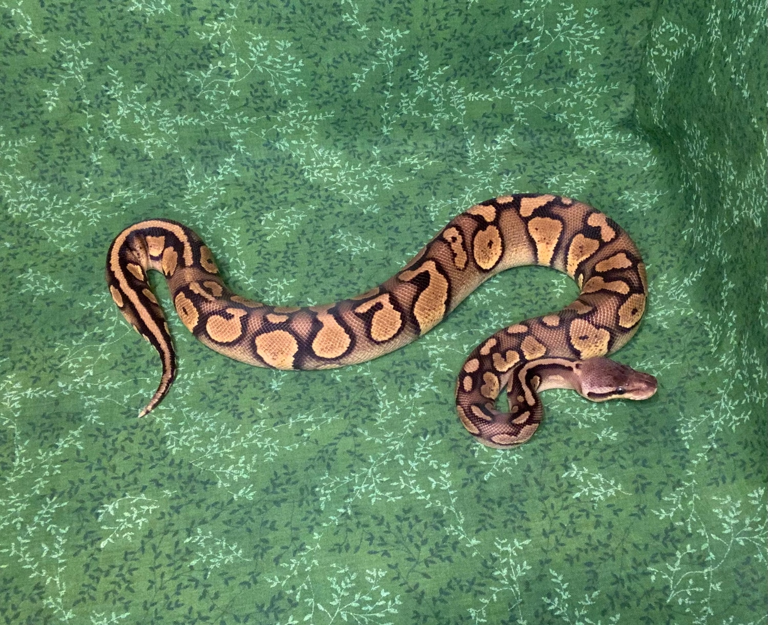 Pastel Chocolate Mahogany Ball Python by Royal Garden Reptillery ...