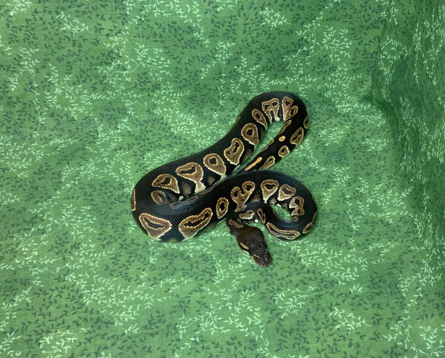 Black Head Double Het. Black Axanthic Hypo Ball Python by Royal Garden ...
