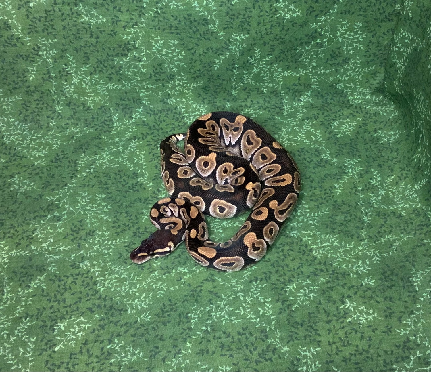 Mystic Black Adder Ball Python by Royal Garden Reptillery - MorphMarket