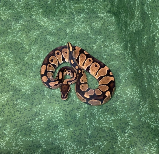 Lace Black Back Ball Python by Royal Garden Reptillery