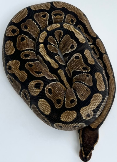 Normal Ball Python by Royal Herps - MorphMarket