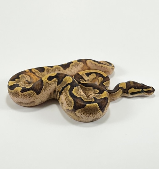 Enchi Calico Ball Python by Royal Herps