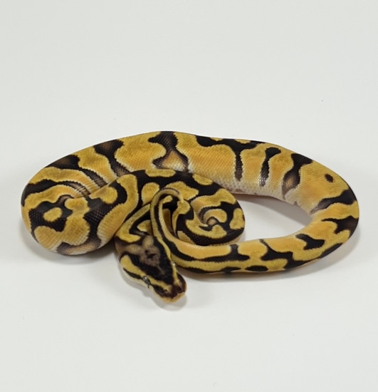 Pastel Orange Dream Enchi Ball Python by Royal Herps