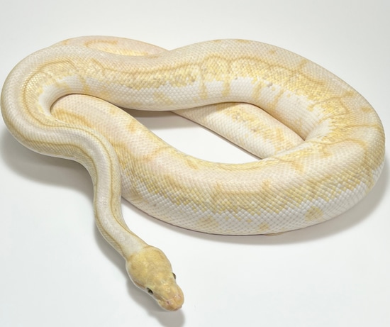 Banana Butter Spinner (PB) Ball Python by Royal Herps