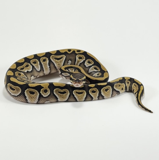 Mojave HRA Ball Python by Royal Herps