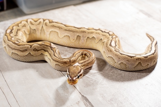 Bamboo HRA Ball Python by Royal Herps