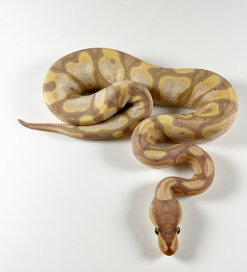 Hypo Calico Banana Ball Python by Royal Herps