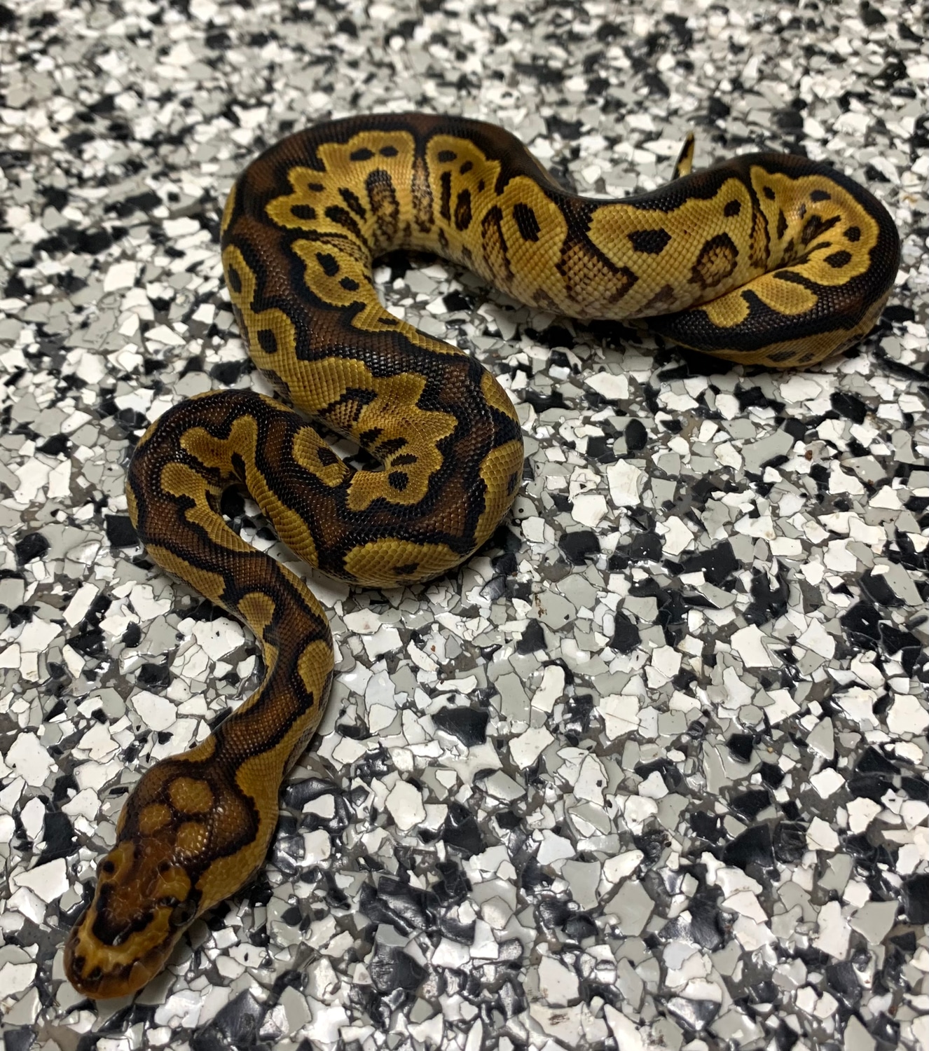 Yellowbelly Clown Het Ultramel Ball Python by Royal Highness Pythons ...