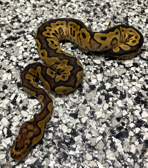 Yellowbelly Clown Het Ultramel Ball Python by Royal Highness Pythons