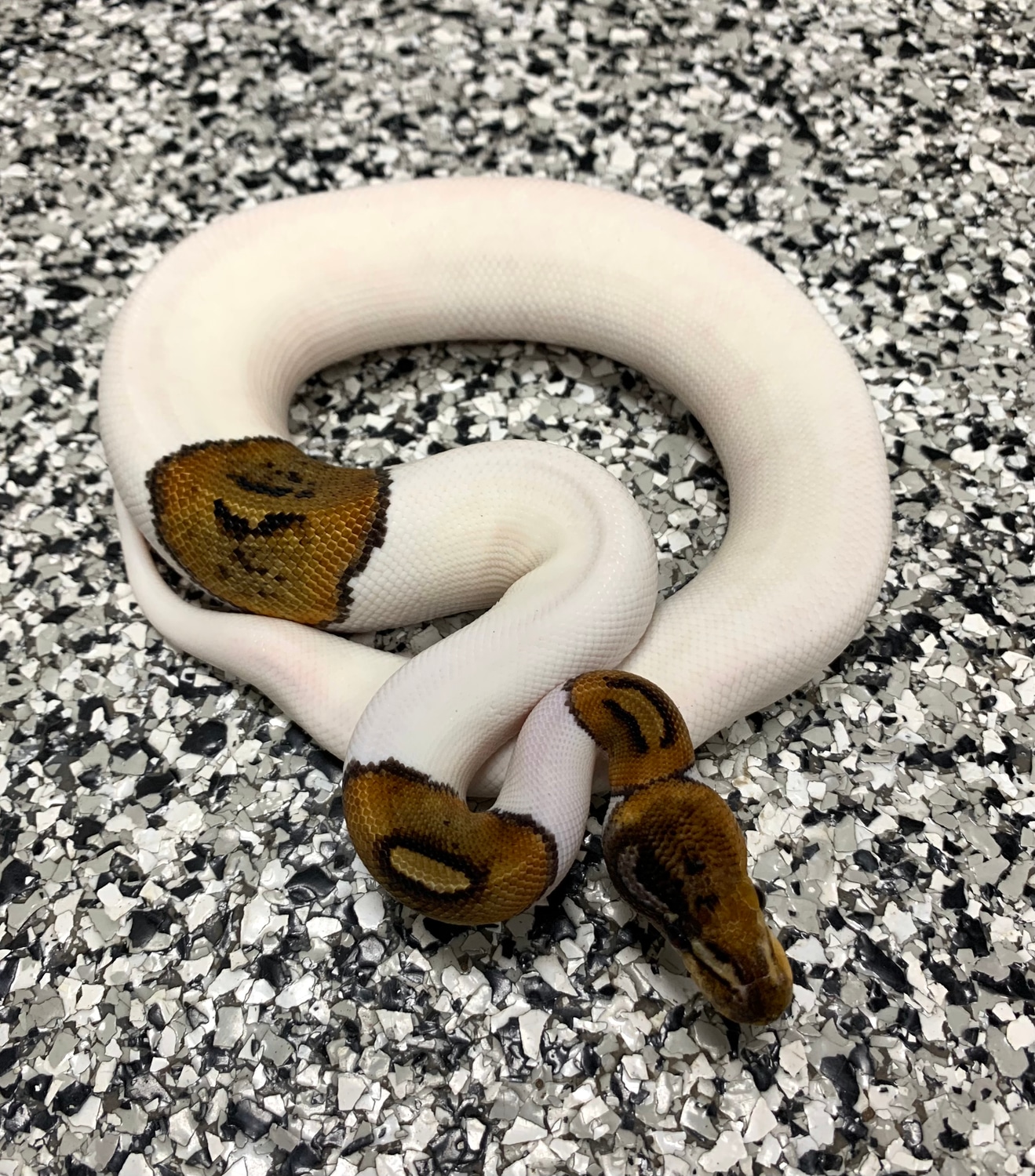 Special Pied 50% Het Monsoon Ball Python by Royal Highness Pythons ...