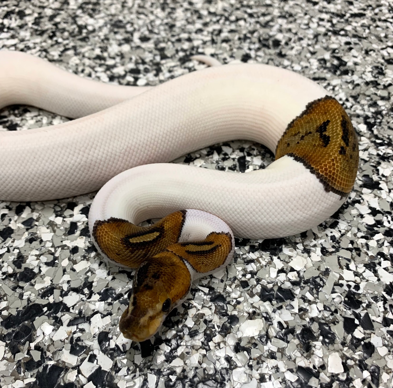 Special Pied 50% Het Monsoon Ball Python by Royal Highness Pythons ...