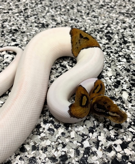 Special Pied 50% Het Monsoon Ball Python by Hatch Reptiles