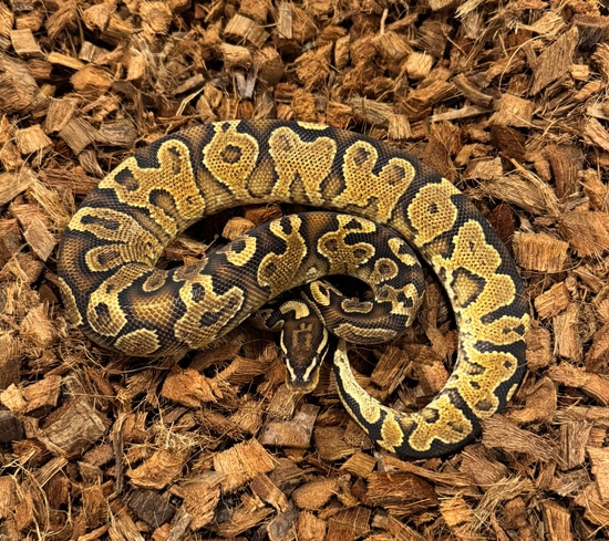 Speical Asphalt/YB 66% Het Monsoon Ball Python by Hatch Reptiles