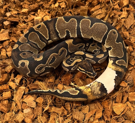 Het Pied 50% Het Monsoon Ball Python by Hatch Reptiles