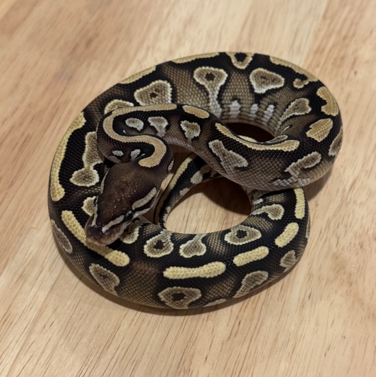 Mojave YB Het Pied 66% Het Monsoon Ball Python by Hatch Reptiles