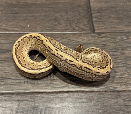 Mojave Pinstripe 66% Het Monsoon Possible Asphalt Ball Python by Hatch ...
