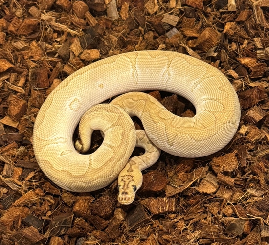 Pastel Enchi Mojave Clown Het Ultramel And Pastel DH Ball Python by ...