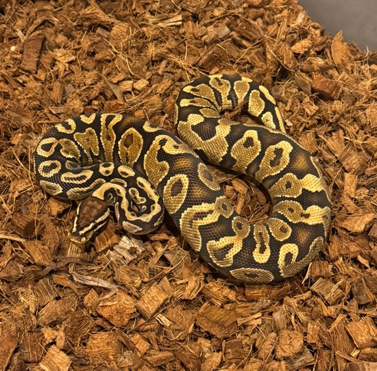 Aspahlt/YB 66% Het Monsoon 50% Het Pied Ball Python by Hatch Reptiles