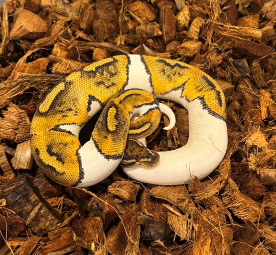 ***One Eye*** Special Pied 66% Het Monsoon Ball Python by Hatch Reptiles