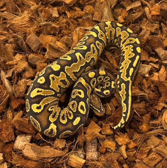 Special Asphalt/YB Het Pied 66% Het Monsoon Ball Python by Hatch Reptiles