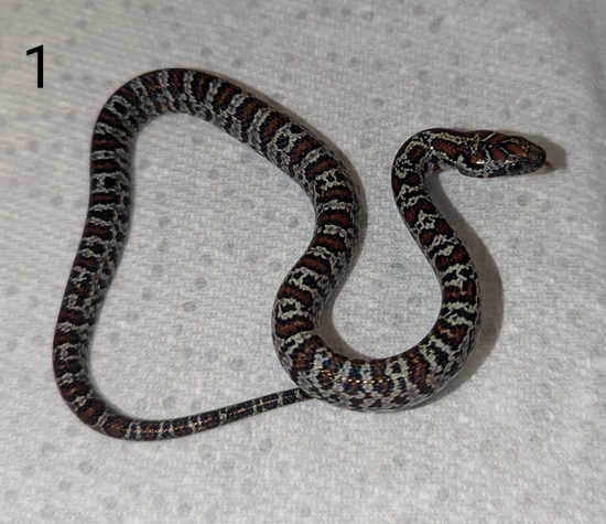 Granite Mex Mex San Luis Potosi Kingsnake by Royal Kings