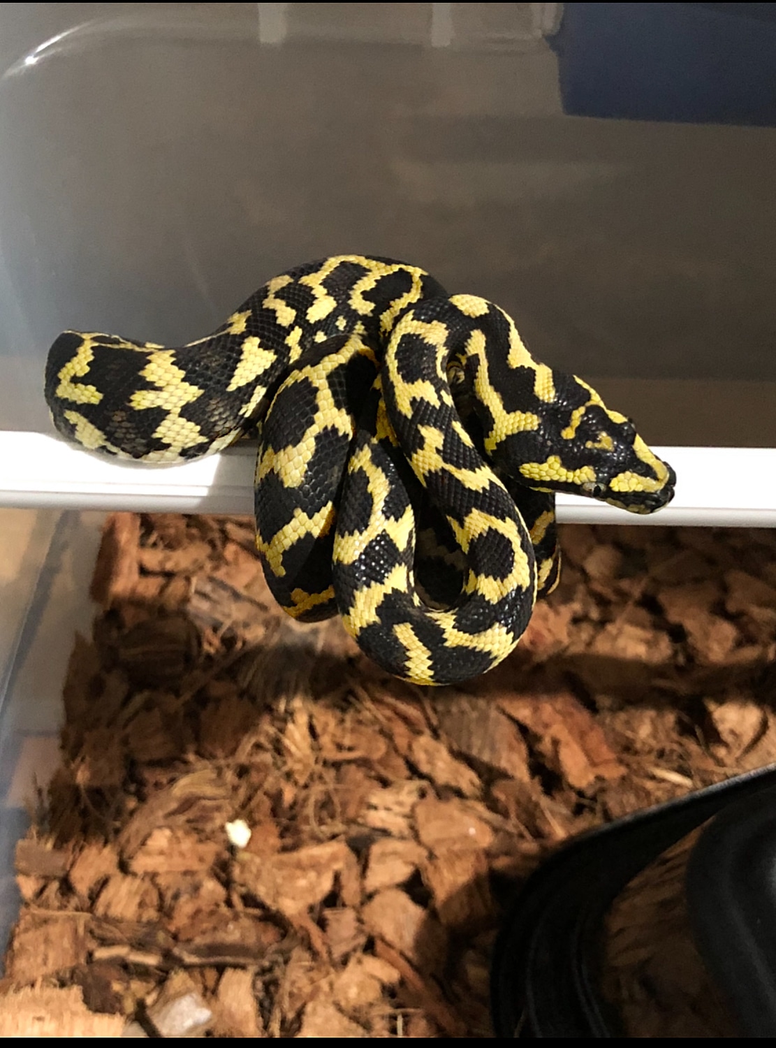 German Bloodline Jungle Carpet Python by Royal python aesthetics ...