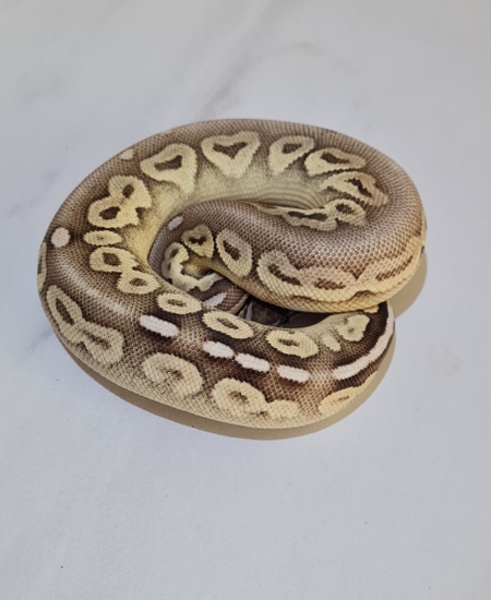 Pewter Het Ghost Ball Python by RoyallyBalls’d