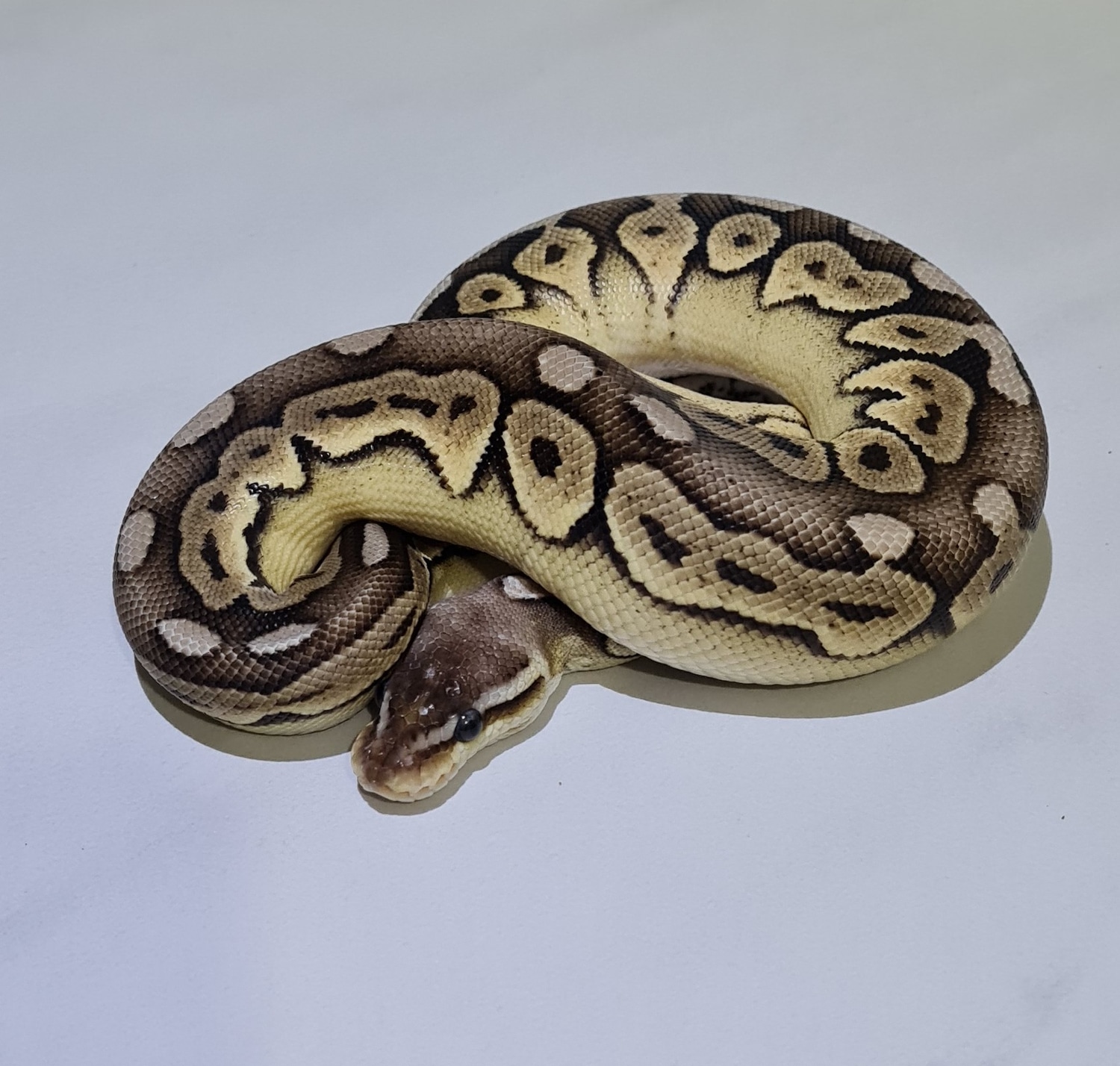 Pewter 100% Het Ghost/Hypo Ball Python by RoyallyBalls’d - MorphMarket
