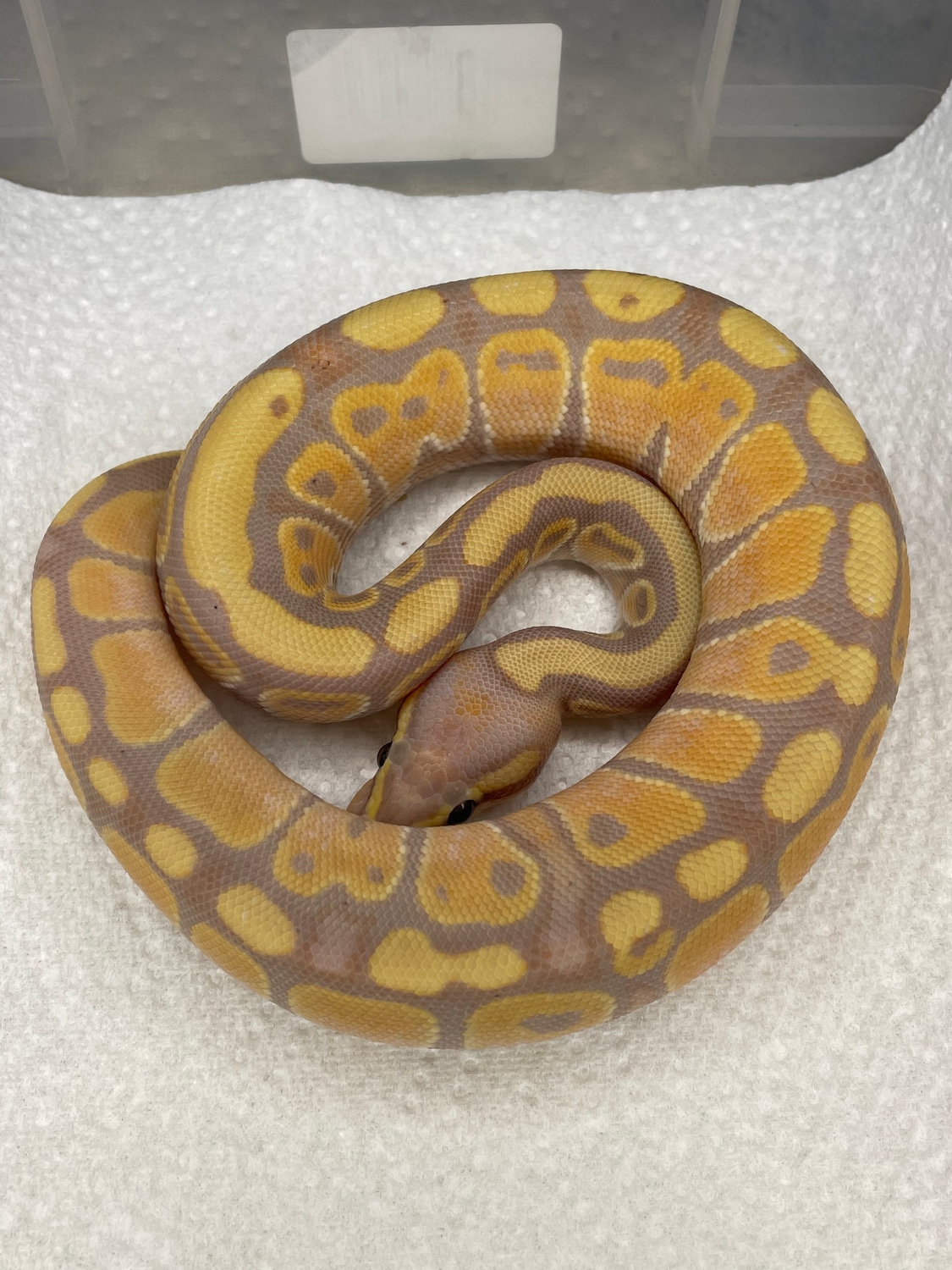 Banana 50% PH Genetic Stripe/piebald Ball Python by RoyalMorphMixer ...