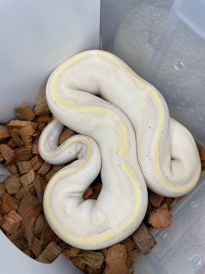 Phantom Russo (Opal Diamond) Ball Python by RoyalMorphMixer
