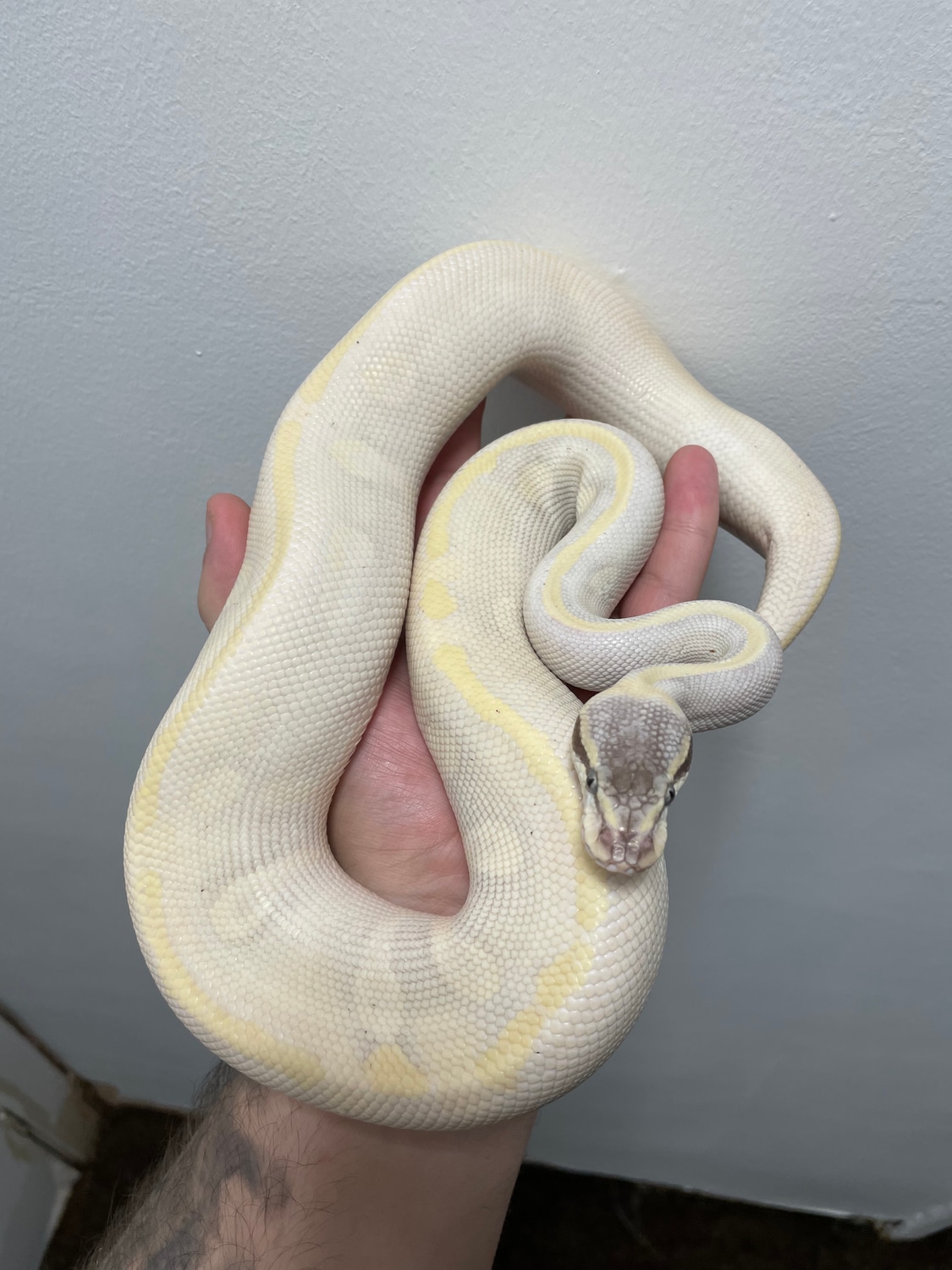 Phantom Russo Ball Python by RoyalMorphMixer - MorphMarket