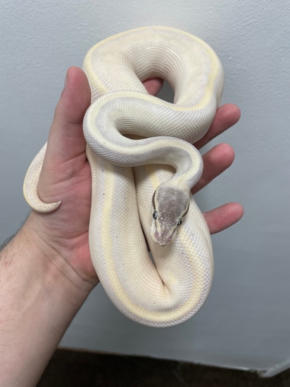Phantom Russo (Opal Diamond) Ball Python by RoyalMorphMixer