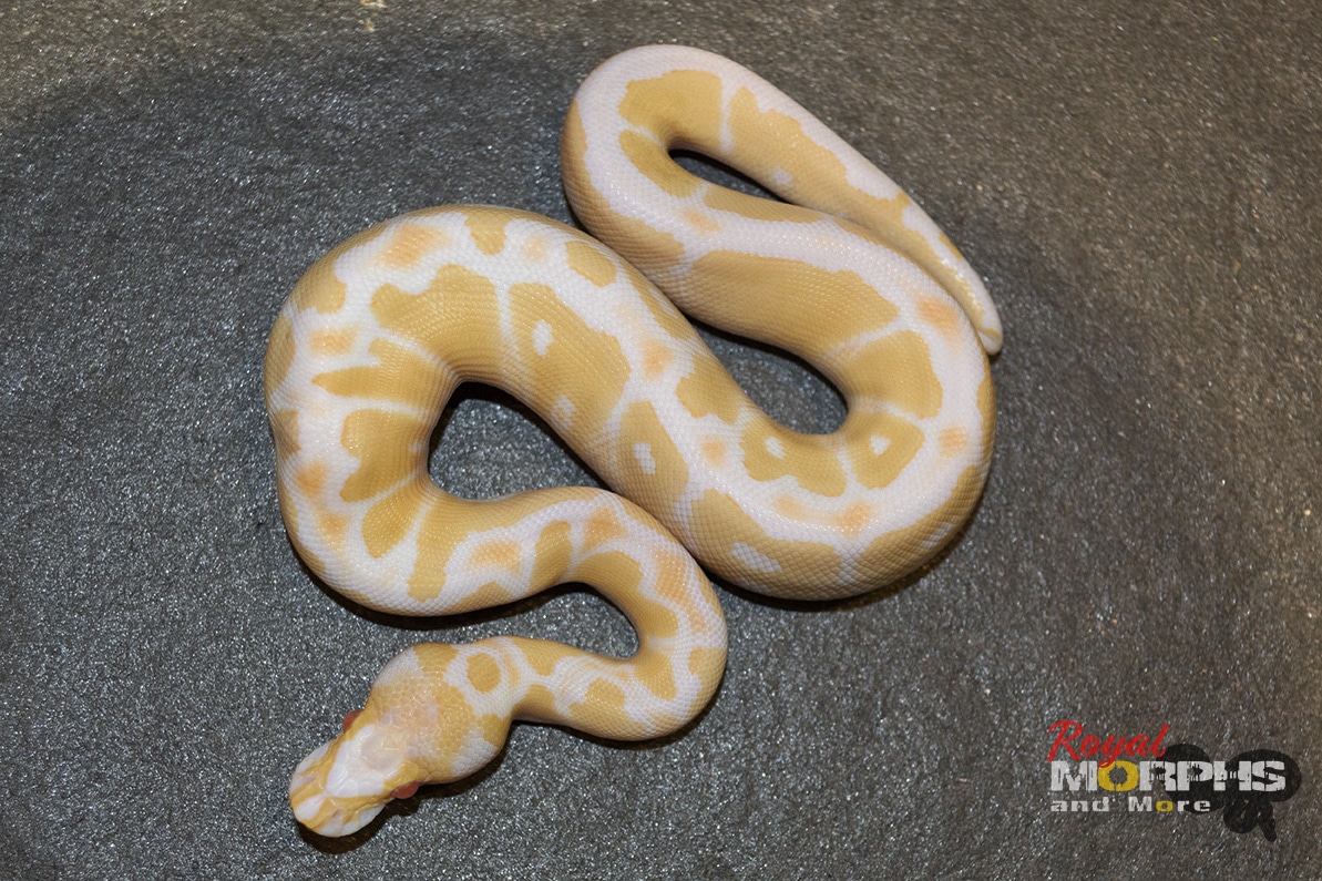 Albino Clown Ball Python by Royal MORPHS and More - MorphMarket