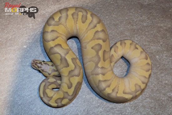 Nuclear Superfly Enchi Het. Clown Ball Python by Royal MORPHS and More
