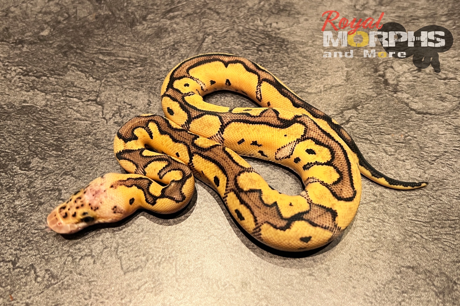 Pastel Clown Poss. YB Ball Python by Royal MORPHS and More - MorphMarket