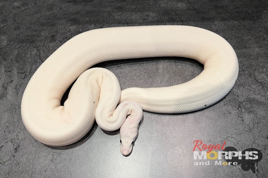Coconut BREEDER 2000g! Ball Python by Royal MORPHS and More