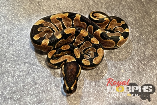 100% Het. Tri Stripe Ball Python by Royal MORPHS and More