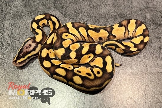 Pastel Enchi Russo 100% Het. Clown Ball Python by Royal MORPHS and More
