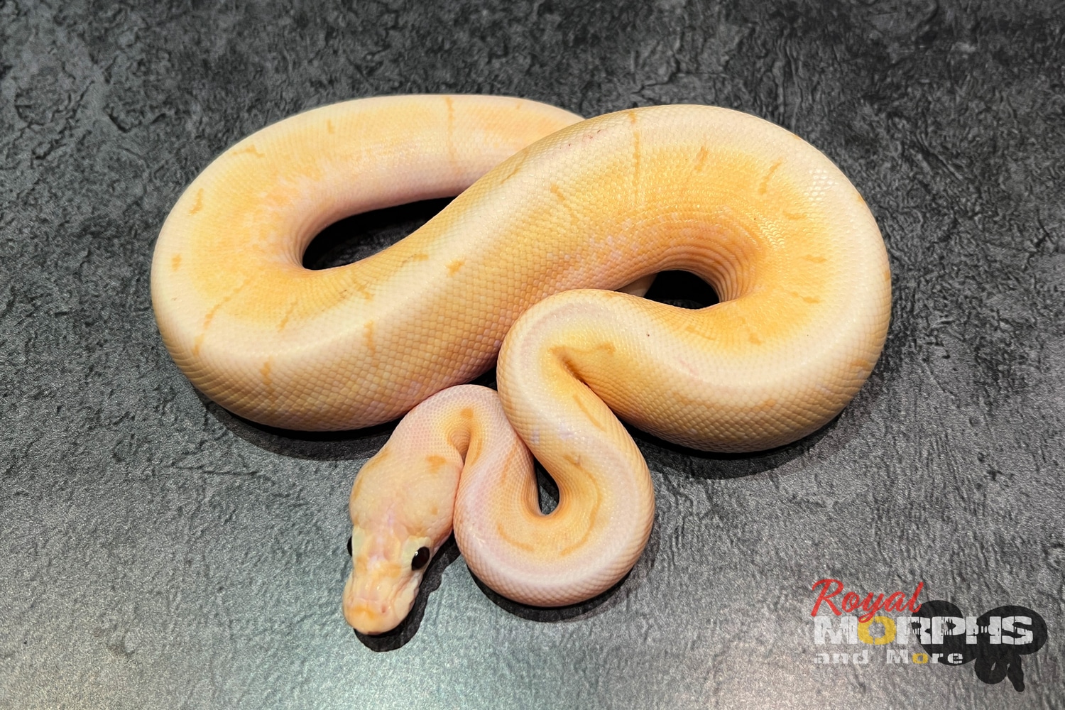 Banana Enchi Spinner 100% Het. Clown FEMALE MAKER Ball Python by Royal ...