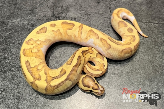 Disco Inferno Enchi 100% Het. Clown - HAMM SPECIAL Ball Python by Royal MORPHS and More